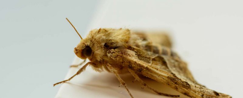 Moth Pest Control - New Zealand | Flick