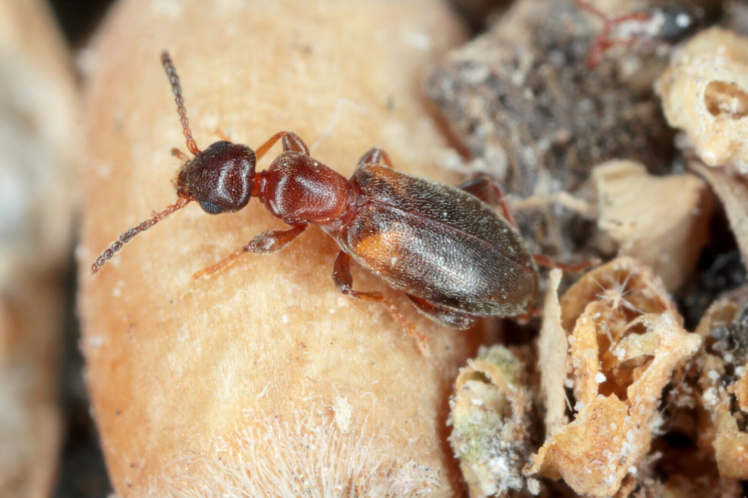 Borer Pest Control NZ, Borer Inspection & Treatment - Flick NZ