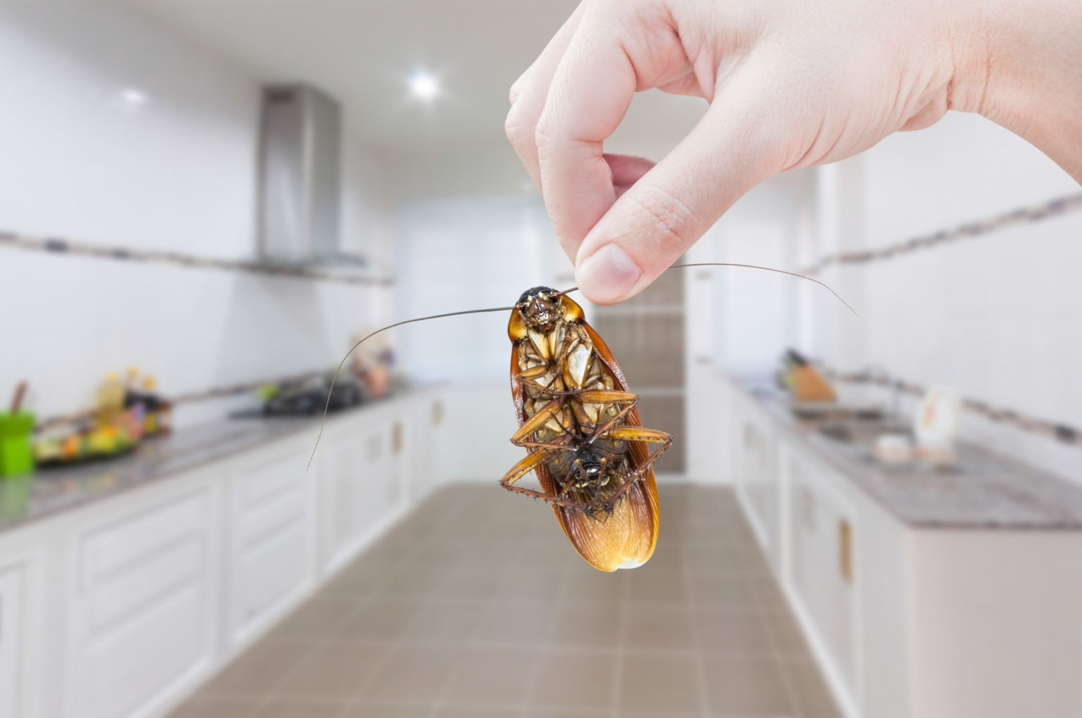 Cockroach Pest Control, Cockroach Extermination NZ - Flick