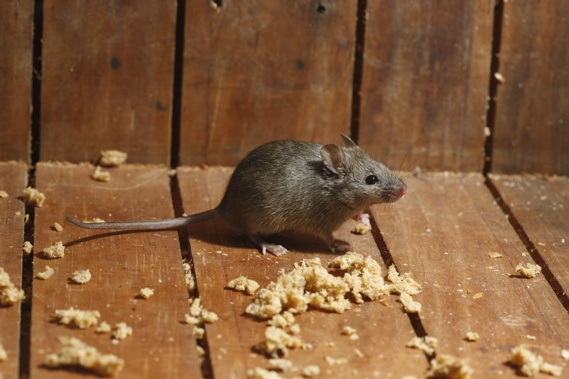 Mice Pest Control, Mice Treatment & Removal – Flick New Zealand