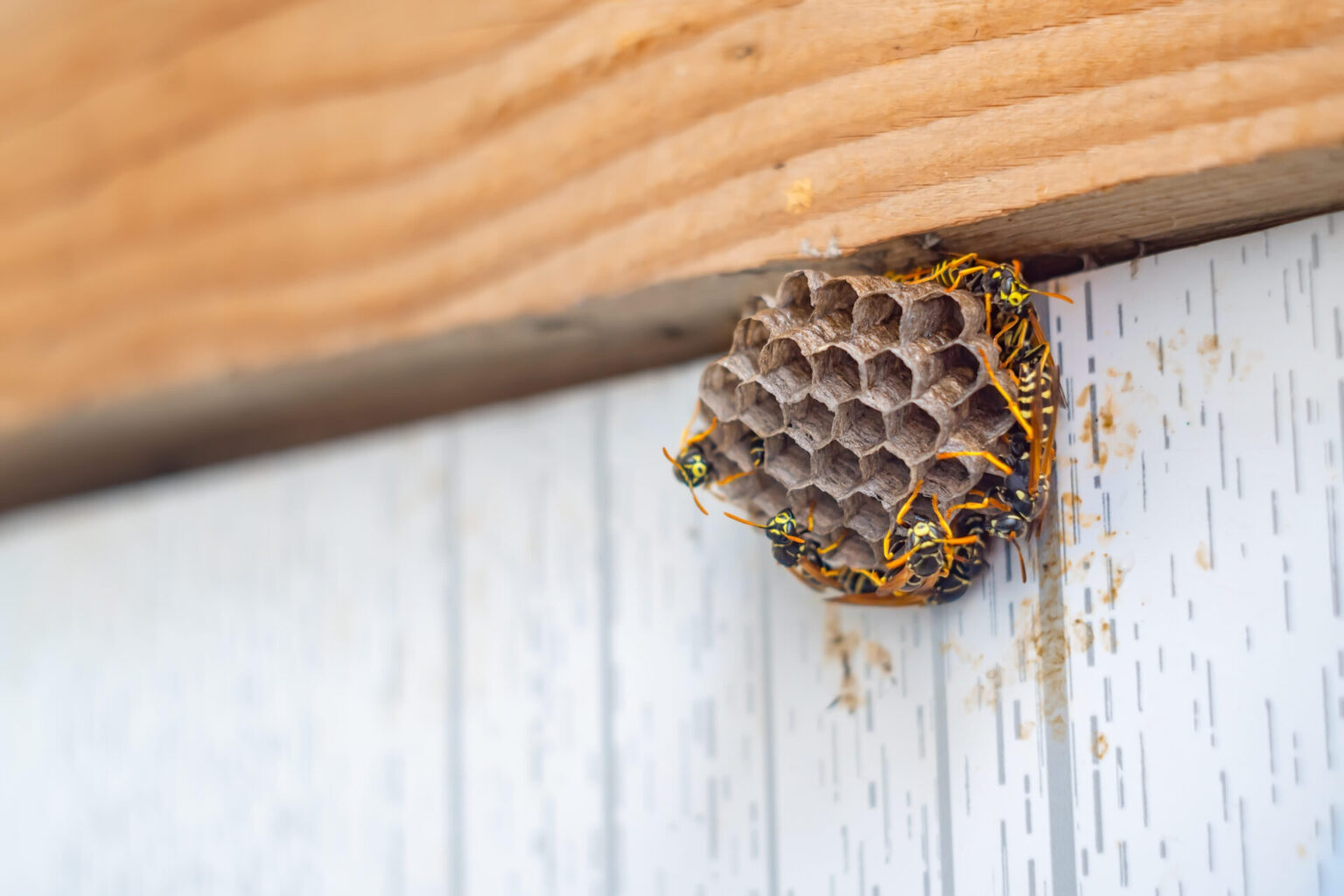Wasp pest control New Zealand | Flick